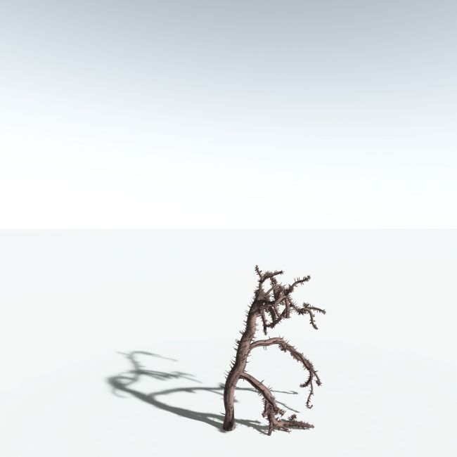 EVERYPlant Drepanophycus Spinaeformis for Daz | 3d Models for Daz ...