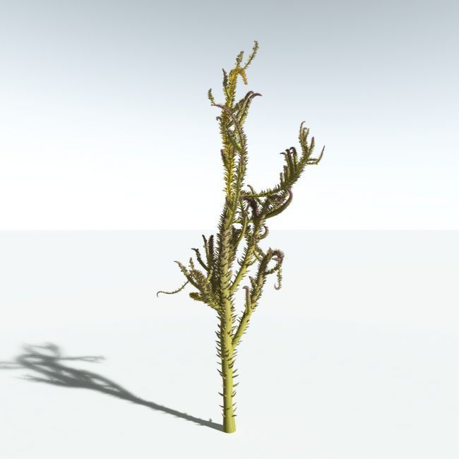 EVERYPlant Drepanophycus Spinaeformis for Daz | 3d Models for Daz ...